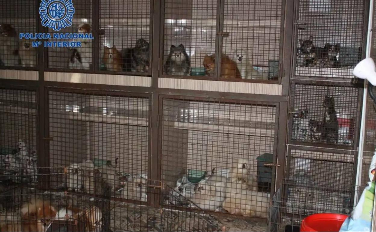 Desmantelan en Molina un criadero ilegal con 46 animales muertos y más de 300 hacinados | La Verdad